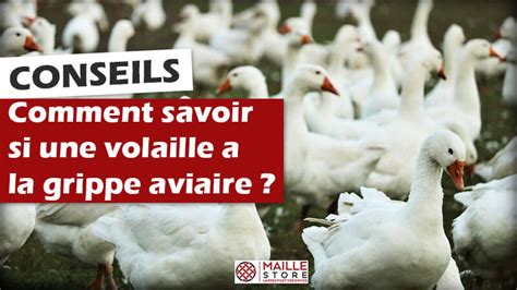 Comment Savoir Si Les Volailles Sont Atteintes De Grippe Aviaire