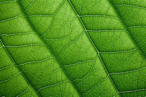 Textura De Una Hoja Verde Utilizada Como Fondo Foto Premium