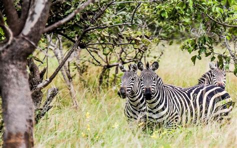 Days Akagera National Park Wildlife Safari In Rwanda