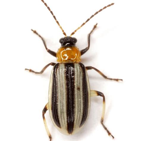 Acalymma Vittatum Fabricius Acalymma Vittatum BugGuide Net