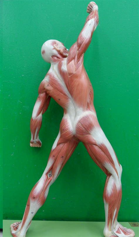 LAB 13 Skeletal Muscles ID 3 Dorsal View Diagram Quizlet