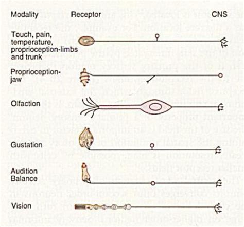 Somatic Sensory System Flashcards Quizlet
