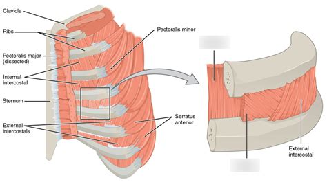 CSD 375 Respiration Anatomy Of Muscles Of Expiration Diagram Quizlet