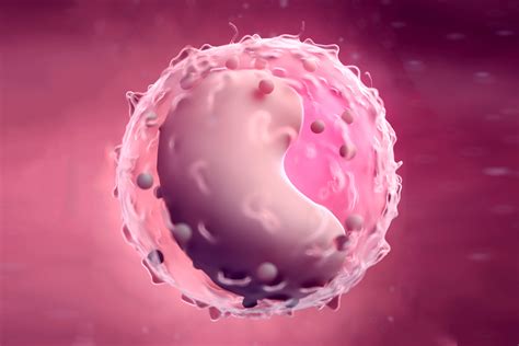 Lymphocytes And Reactive Lymphocytes