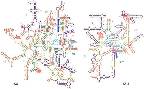 Secondary Structure Schema Of The LSU And SSU RRNA E Coli Showing