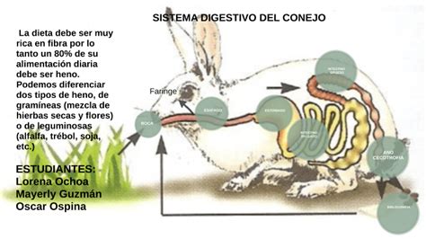 DIGESTION EN EL CONEJO by Mayerly Guzmán on Prezi