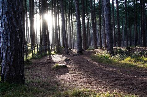Árvore Arvores Natureza Foto gratuita no Pixabay Pixabay
