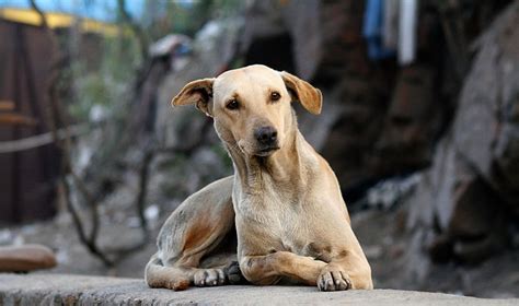 Animais abandonados Tudo sobre apadrinhamento e lar temporário