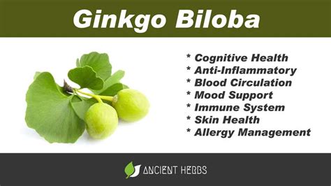Ginkgo Biloba Benefits Uses Dosage Side Effects