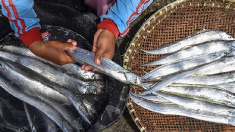 Anak Usaha Pelindo Ekspor 29 Ton Ikan Layur Beku Senilai Rp 1 3 Miliar