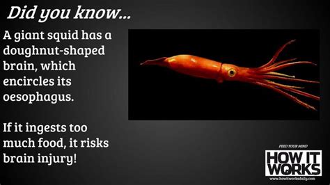 Here S Why Giant Squids Need To Monitor Their Portion Size Find More