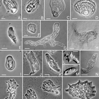 Pdf A Revised Classification Of Naked Lobose Amoebae Amoebozoa Lobosa