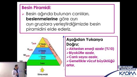 Sinif B Yoloj Besin Piramiti Youtube