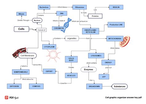 Cell Graphic Organizer Answer Key Free PDF Template PDF Agile