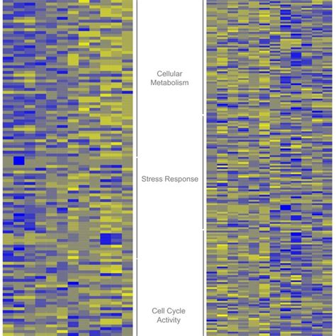 Expression Levels Of Genes In Dysregulated Pathways Unique To Female