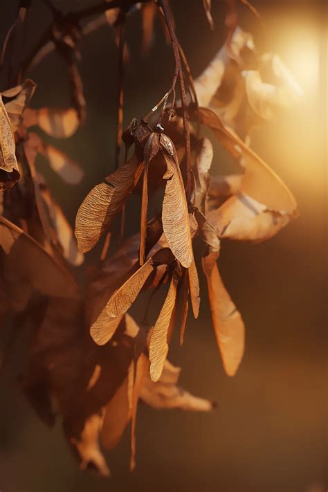 Fotos gratis árbol naturaleza rama planta fotografía Fruta luz