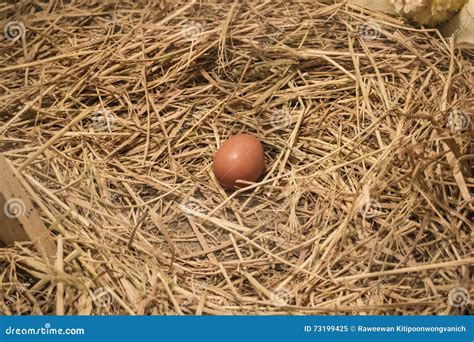 An Egg In Chicken Nest Stock Image Image Of Wooden Cooking 73199425