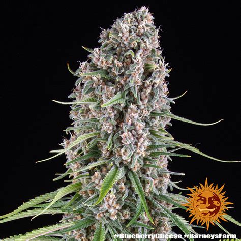 Blue Cheese Weed Strain BARNEYS FARM