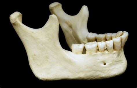 Mandible Lateral View Diagram Quizlet