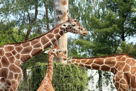 Conoce La Vida De Las Jirafas Con Estas 25 Curiosidades