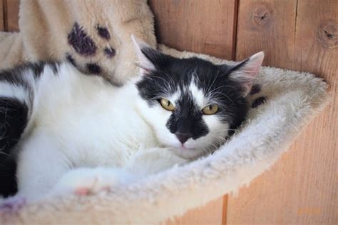 APAGI Chester CHAT Européen à la robe Noir et blanc poils mi longs