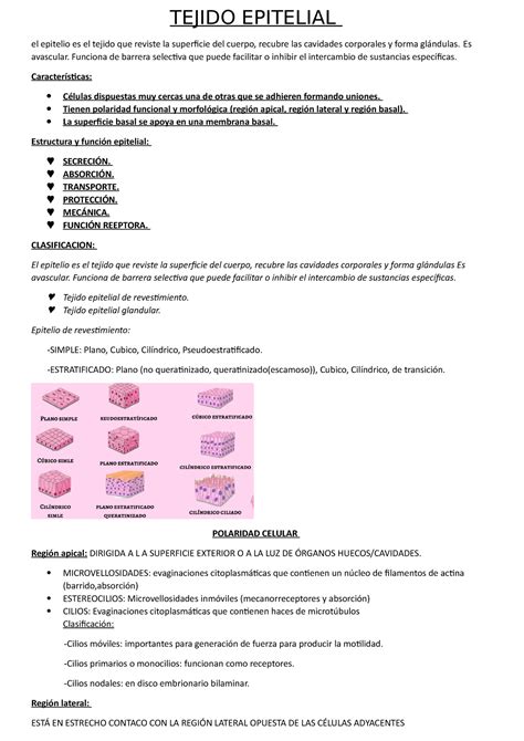 Tejido Epitelial Resumen Histolog A Texto Y Atlas Tejido Epitelial