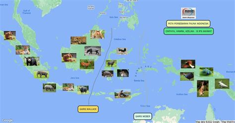 PETA PERSEBARAN FAUNA INDONESIA Scribble Maps