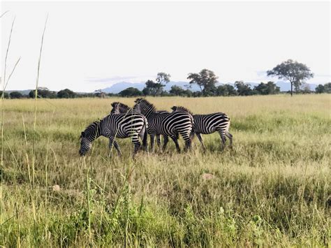 Ruaha Mikumi Udzungwa National Parks Mikumi Holiday Safaris