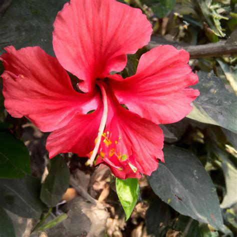 Ketmia bagienna Hibiscus moscheutos piękna roślina ogrodowa o