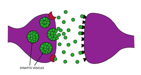 Vesicle Definition Science