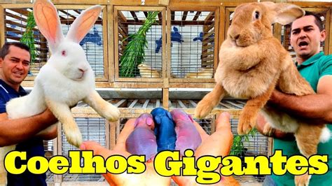 Criação de Coelhos Gigantes YouTube