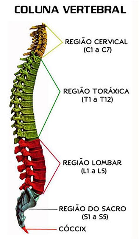 Coluna Vertebral O Que V Rtebras Curvaturas Doen As