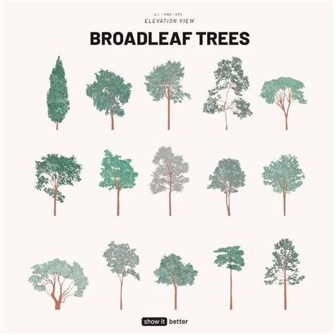 Broadleaf Trees Elevation Pack Show It Better Photoshop Vegetation