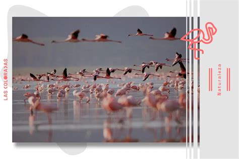 Características Del Ave Flamenco Loros Y Guacamayos
