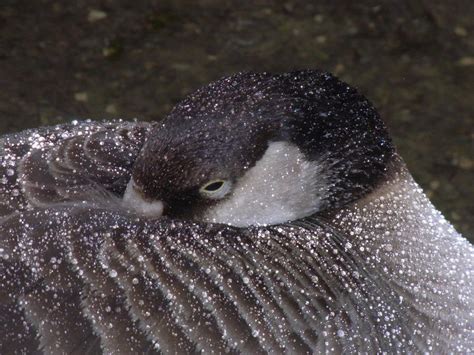 Malvorlagen Vögel Vorlagen Motiv Vorschläge Zeichnen Forum