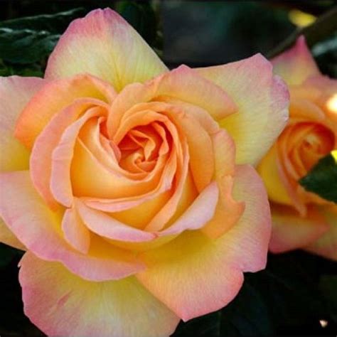 Flores Las Rosas Mas Bellas Del Mundo