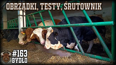 163 Bydło opasowe Obrządki w oborze pojenie cielaków i śrutownik po