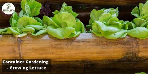 How To Grow Vegetables In Containers A Beginner S Guide Simplify