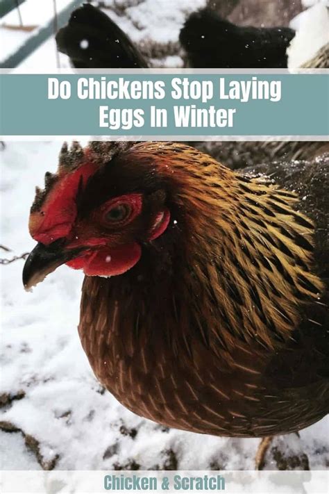 9 Consejos Para Que Las Gallinas Sigan Poniendo Huevos En Invierno