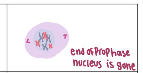 Mitosis Quiz Flashcards Quizlet