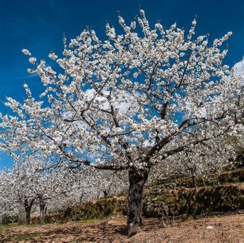 ESPECTÁCULO NATURAL 2023 Cuando florecen los cerezos en el Valle del