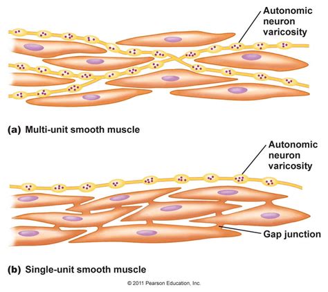 Diagram Of Connective Tissue Surrounding The Muscle Ch 9 Fig