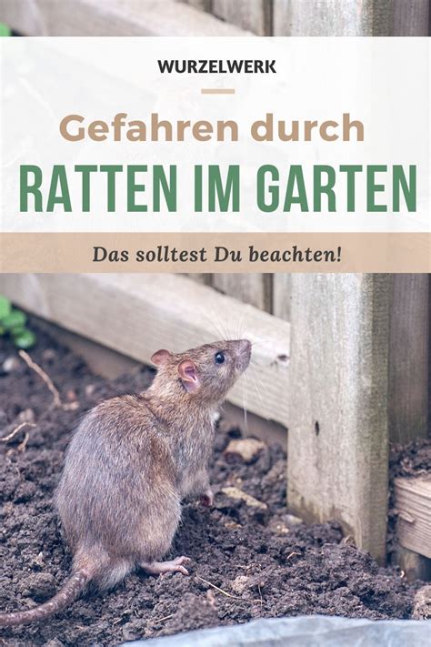 Ratten Im Garten 7 Wirksame Tipps Um Ratten Zu Vertreiben