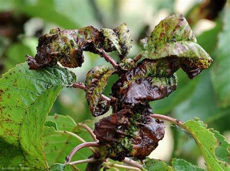 VigiJardin