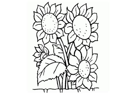 Los Mejores Dibujos De Girasoles Para Colorear