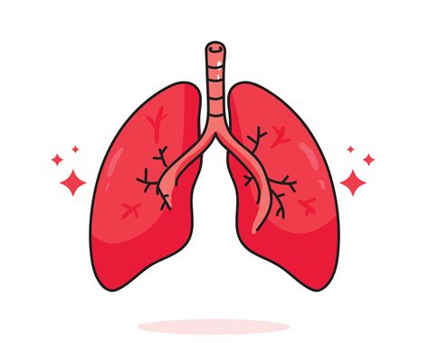 poumon anatomie humaine biologie organe corps système soins de santé et