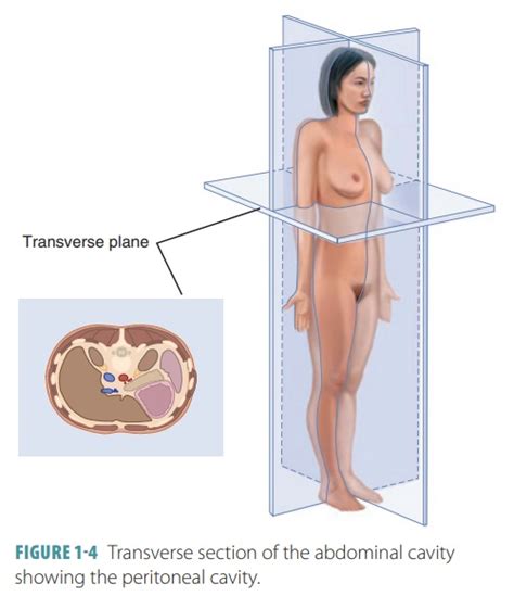 Abdominopelvic Cavity Organs