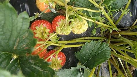 Strawberry Ripe Object Detection Dataset And Pre Trained Model By Project