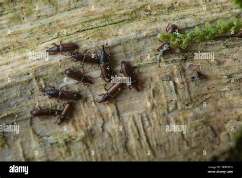 Le charançon du bois Euophryum confine est originaire d Aotearoa en