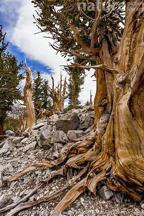 Stock Photo Of Great Basin Bristlecone Pine Pinus Longaeva Trees